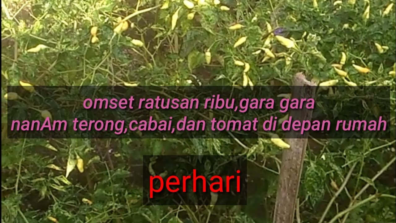 omset ratusan ribu,gara gara menanam tomat,cabai dan terong,di halaman rumah - YouTube
