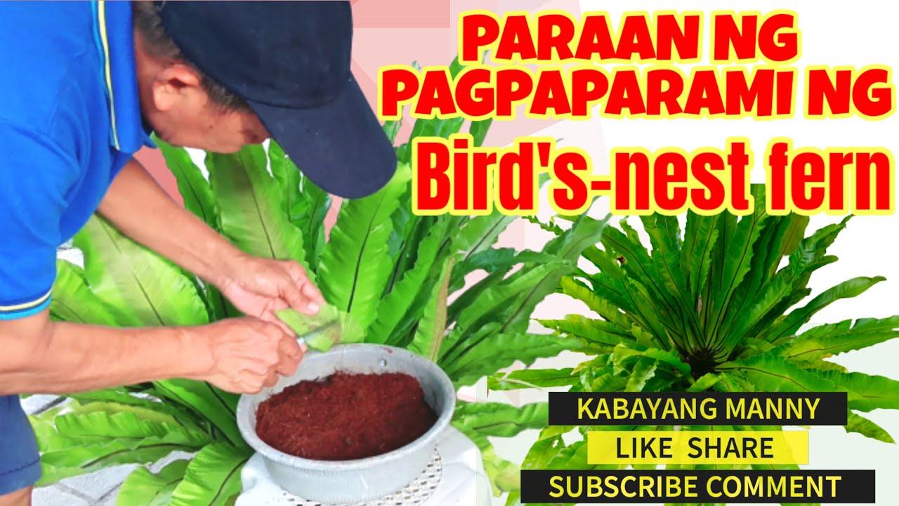 Bird's nest fern or Pakpak Lawin 2 Ways of Propagation - YouTube