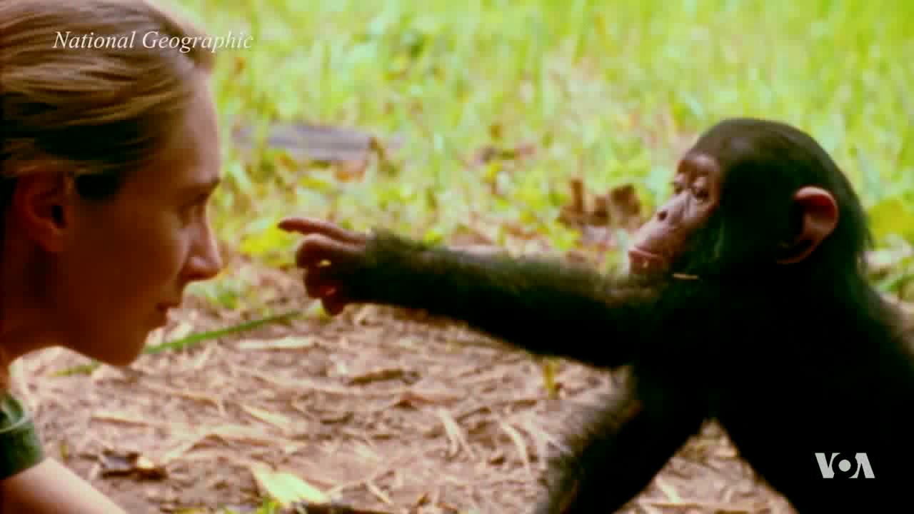 Jane Goodall Documentary Shows Development in Understanding of Man and ...