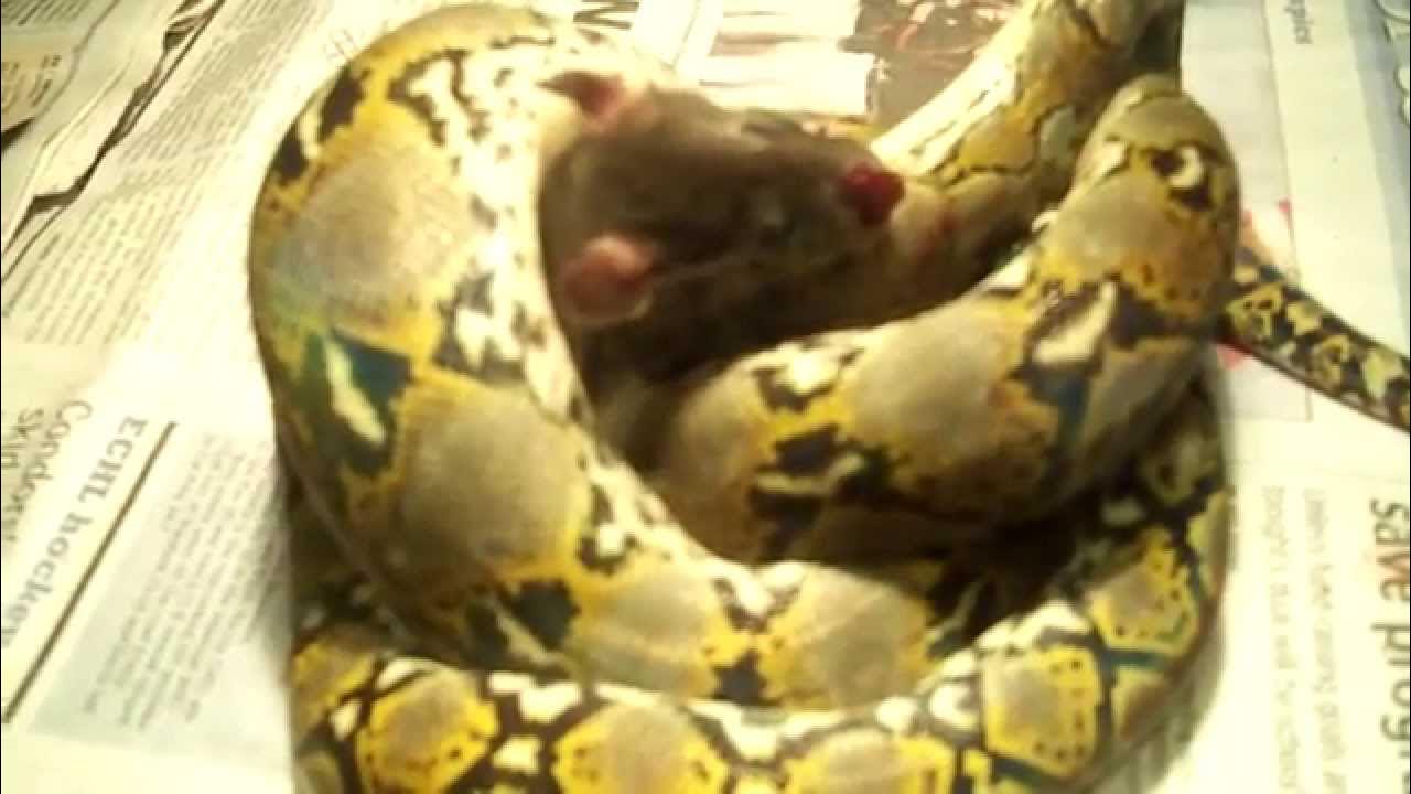 reticulated python eating 2 rats - YouTube