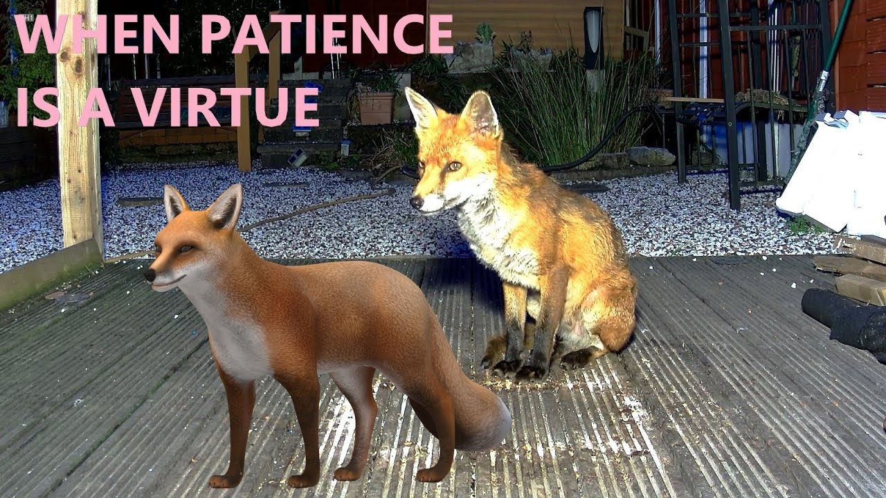 When fox patience is a virtue when the meal is late. - YouTube