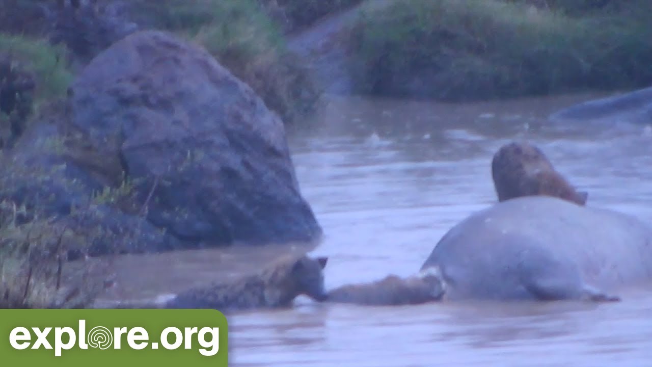 Hyena Pack Scavenges A Dead Hippo (Graphic) - YouTube
