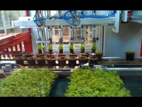 Da Ros - Transplanter - TP MT - Double rows of pots - YouTube