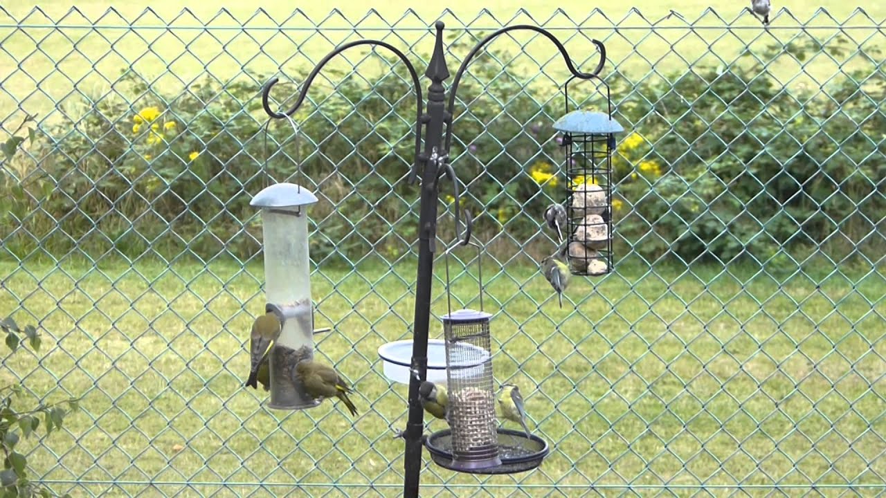 A bird buffet - YouTube