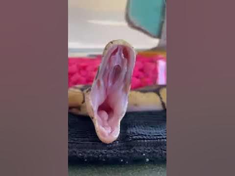 Apollo the ball python, big slo-mo yawn! - YouTube