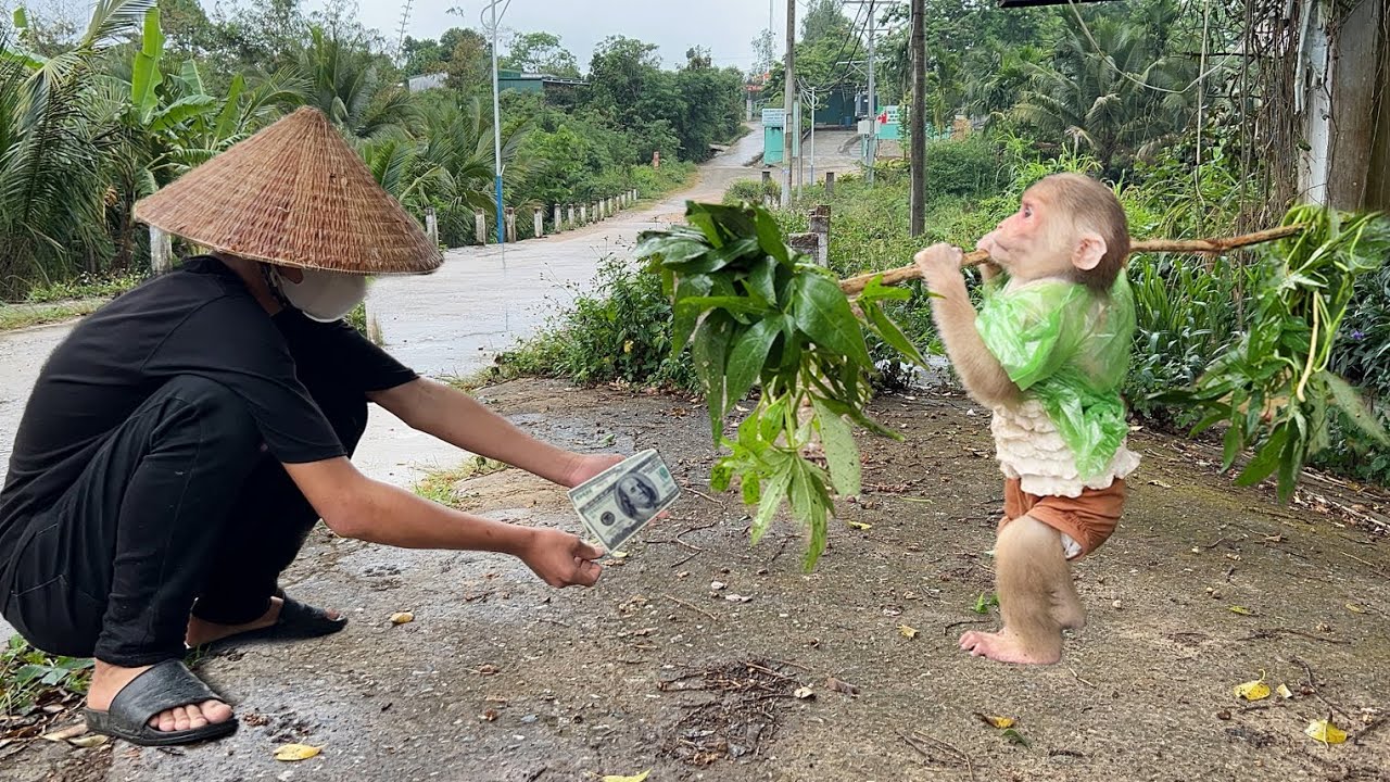 Monkey Luk Braves the Rain to Harvest Veggies! Nothing Can Stop - YouTube