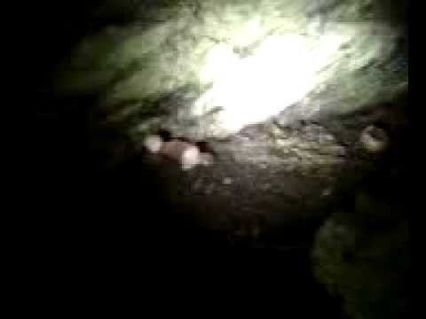 Video Footage From Inside Wild Cat Cave. - YouTube