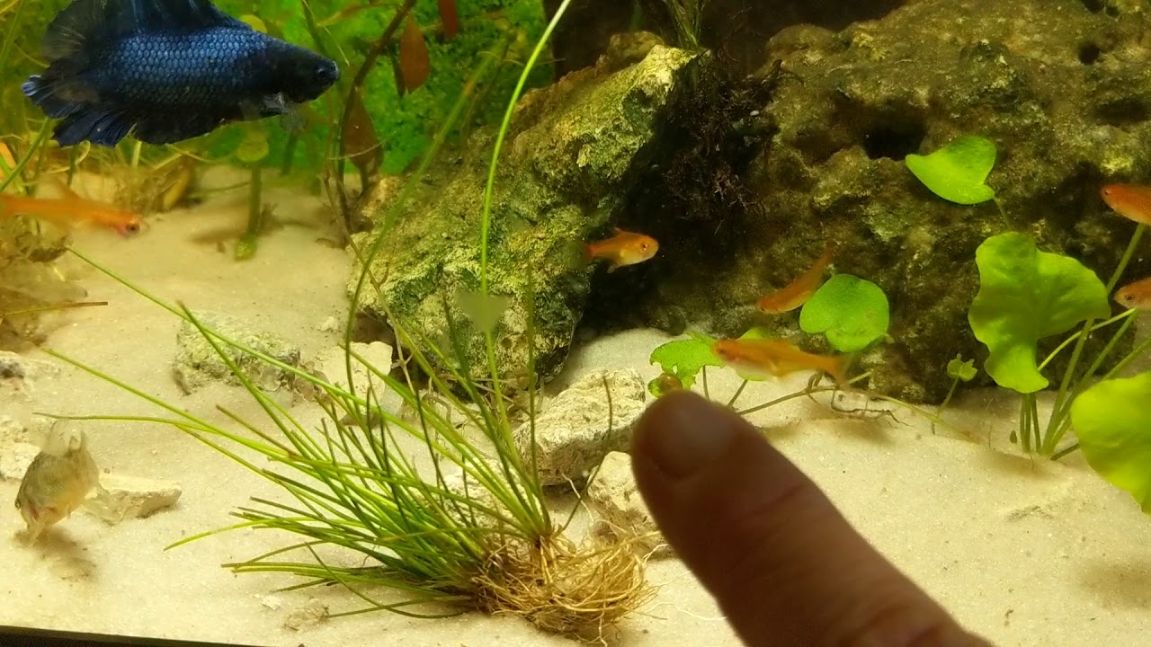 Experimental Nature Tank/Florida Native Tank - YouTube