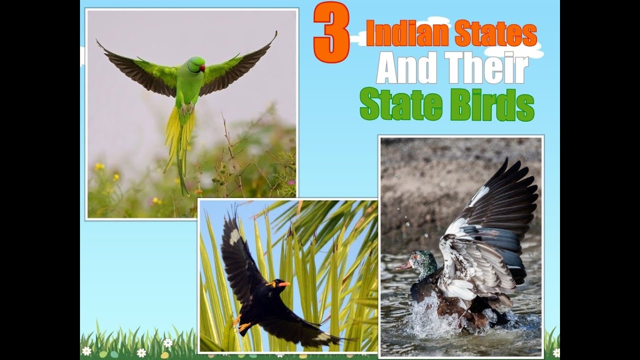 3 Indian States And Their State Birds part-2 | Bird Point - YouTube
