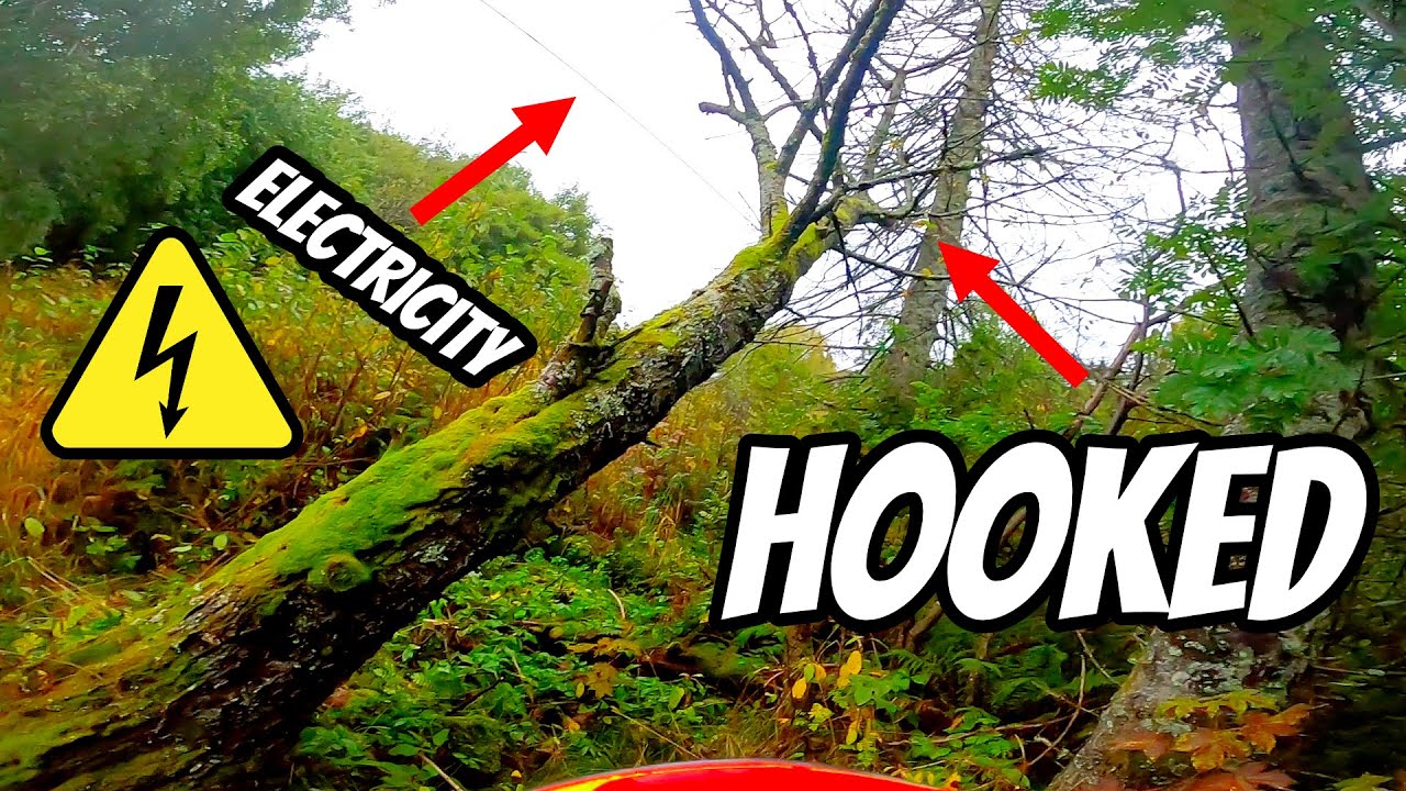 Felling Dangerous Trees Safely and Efficiently with Stihl 362 Chainsaw ...