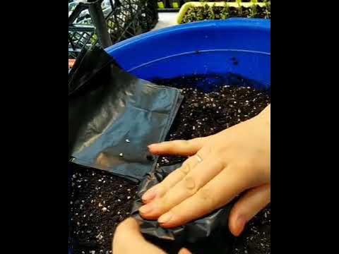 рассадный рукав. стаканчики быстро и дешево #shorts #рассада #садогород ...