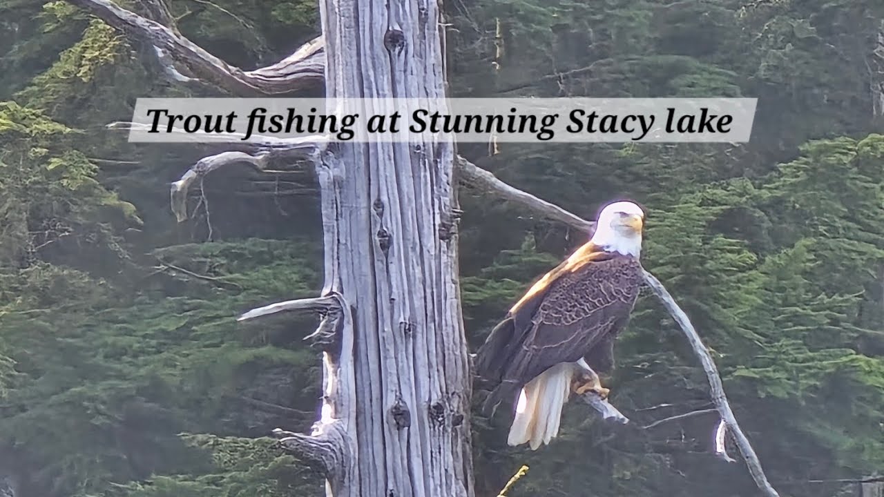 Trout fishing at stunning Stacy lake. - YouTube