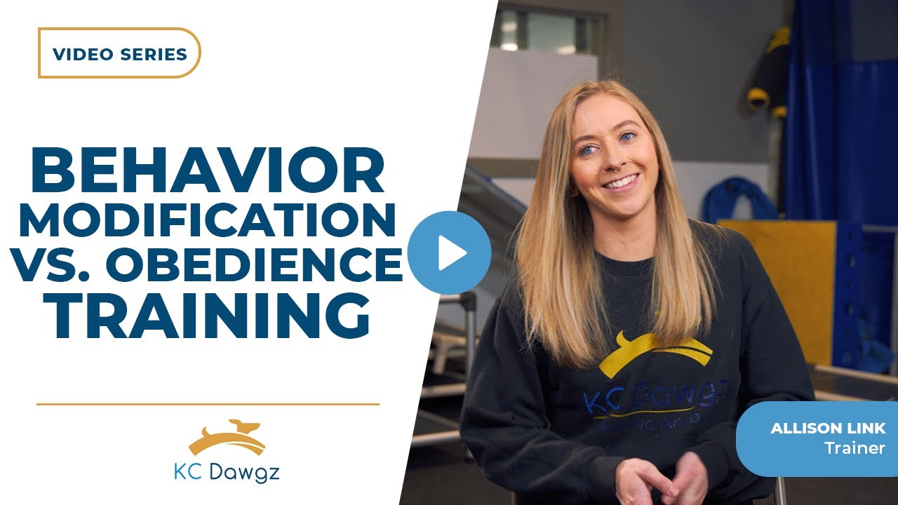 Behavior Modification vs. Obedience Training: What's the Difference ...