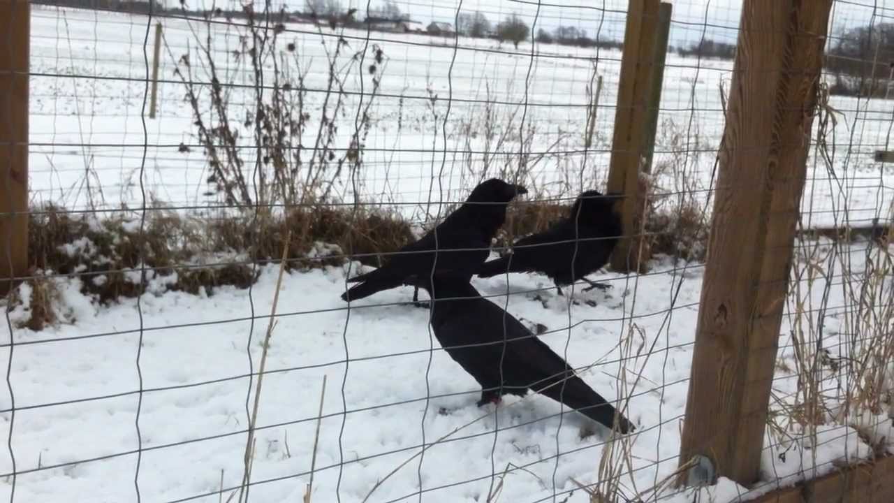Dominant raven behaviour - YouTube
