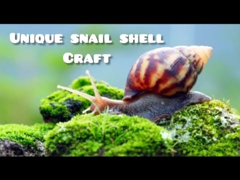Snail shell craft | Wall decor | Home decor | Kaleidoscope Creations ...