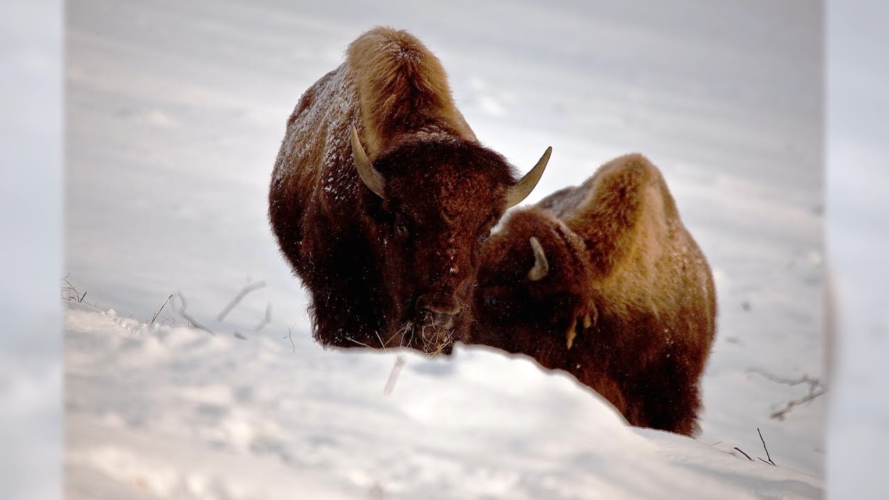 Buffalo on the Loose | Sons of Winter - YouTube