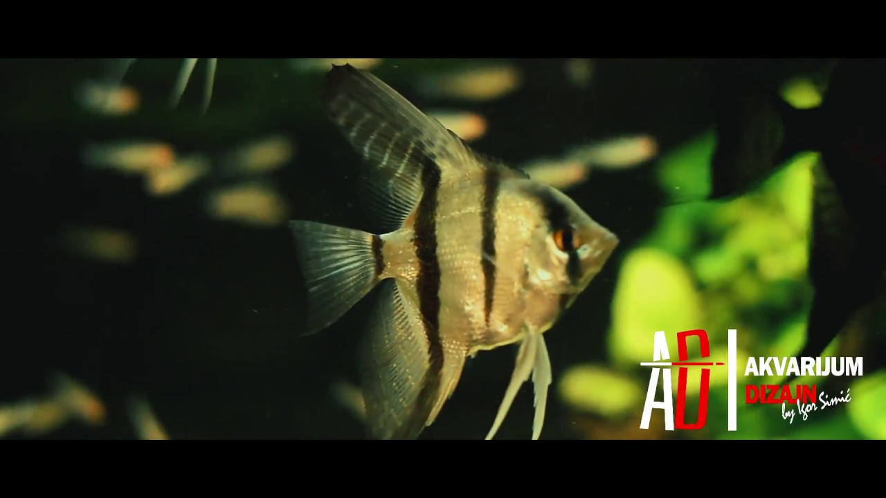 Akvarijum Dizajn by Igor Simić | aqva design Beograd - YouTube
