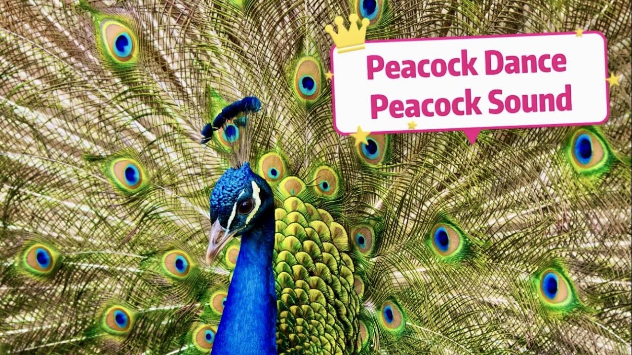 Peacock Behavioural Voice and Dance - YouTube