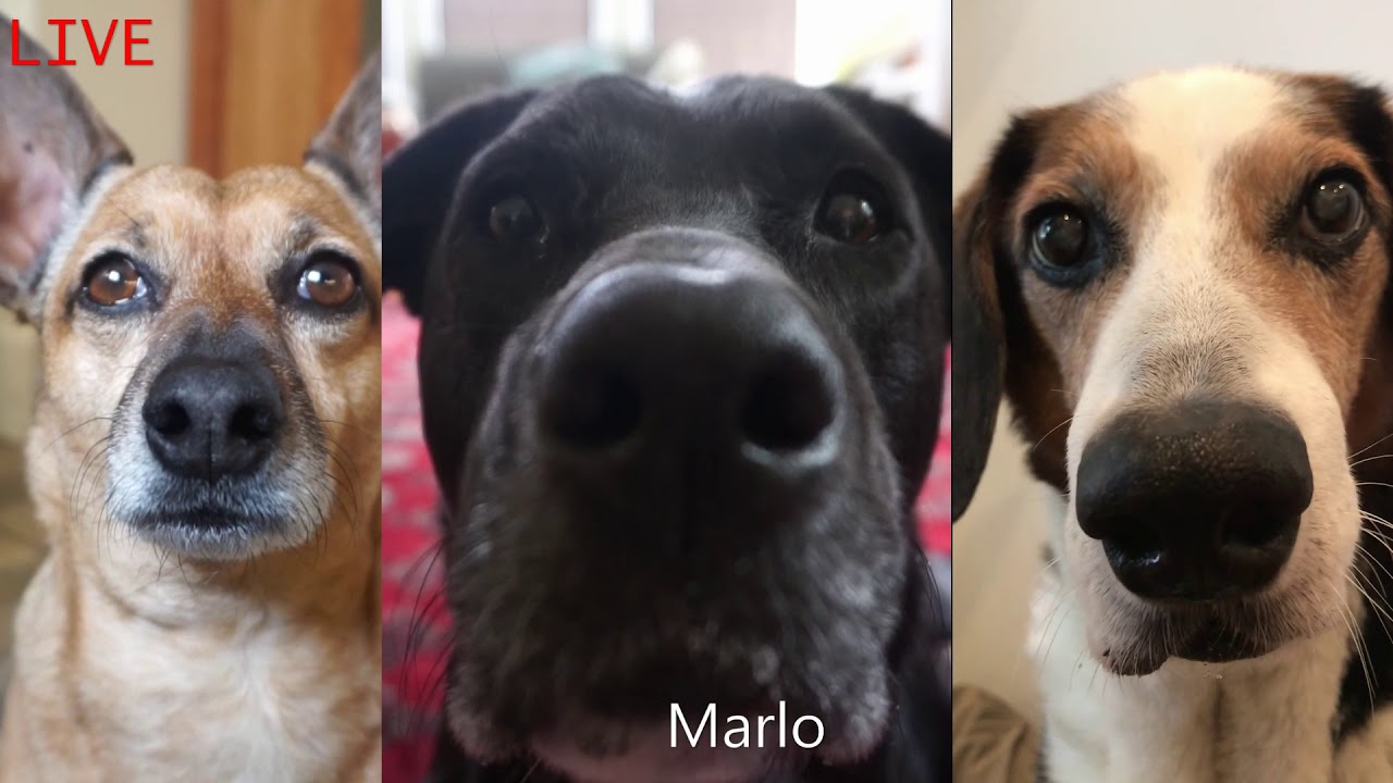 The dogs take over the house when the authors are away - YouTube