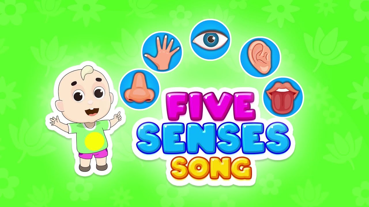 Five Senses Song | Sense organs | Our senses | Sense organs name ...