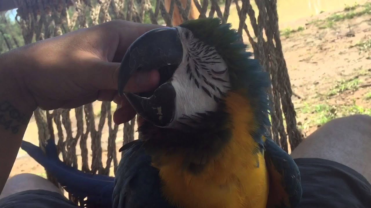 happy macaw - YouTube