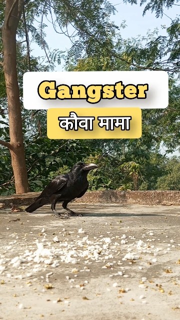 छत पर कौवा मामा Gangster crow #birds #feeding #birdfeeding #nature # ...