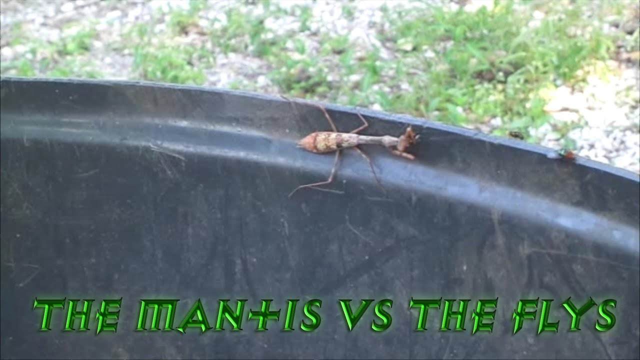 The Mantis vs The Flys - YouTube
