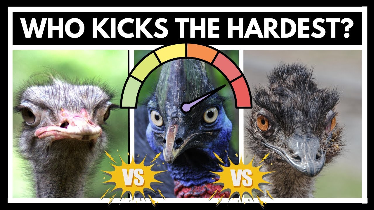 This Bird Has the Most Lethal Kick—And It’s Not Who You Think! - YouTube
