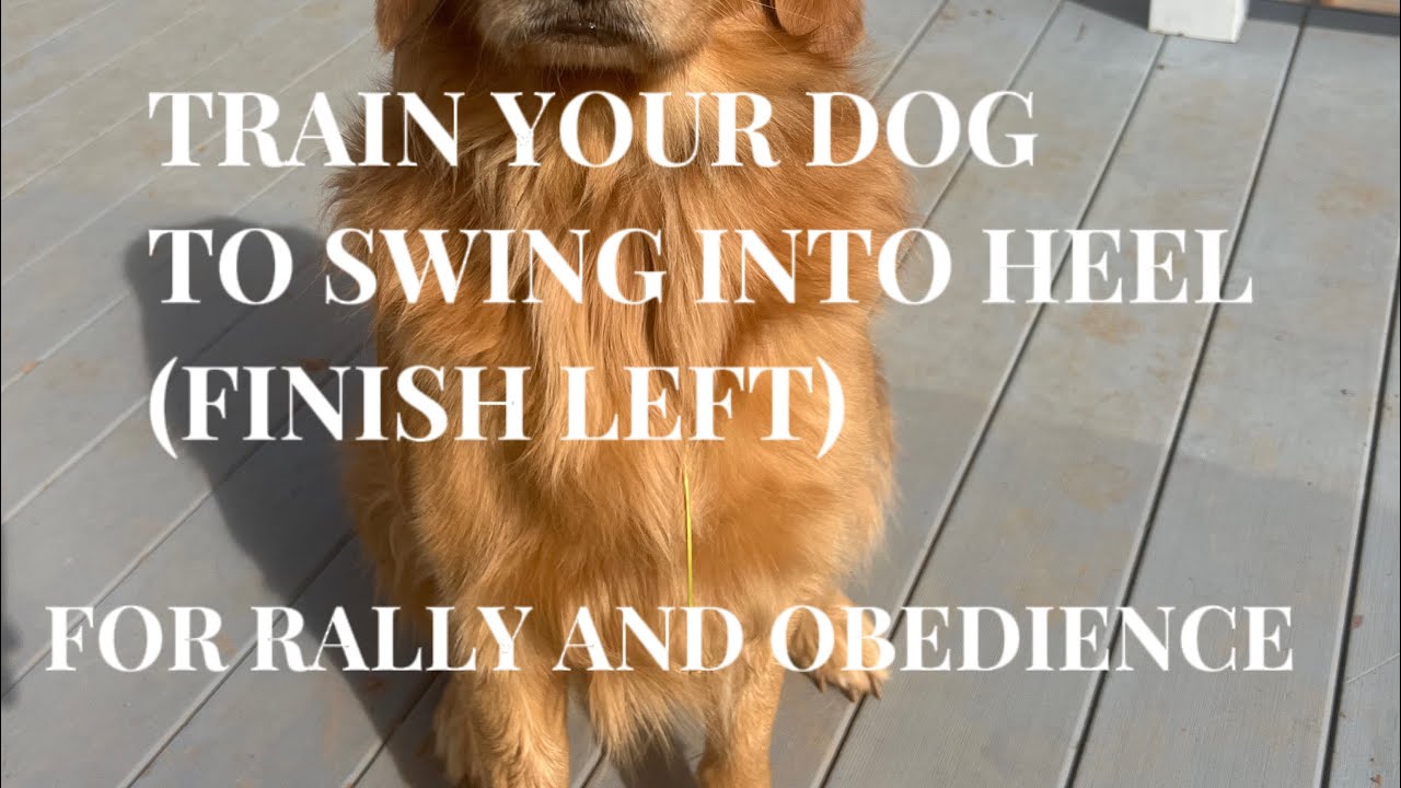 TRAINING YOUR DOG TO SWING INTO HEEL POSITION - YouTube