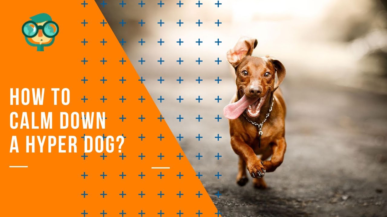 How To Calm Down A Hyper Dog How To Calm Down A Dog With Anxiety Hyperactive Dog Treatment how-to-calm-down-a-hyper-dog-how-to-calm-down-a-dog-with-anxiety-hyperactive-dog-treatment