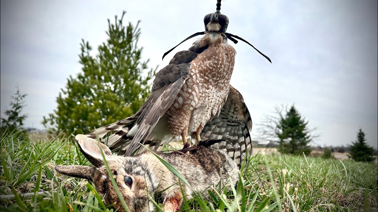 Hawk vs Rabbit - YouTube