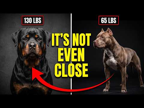 Rottweiler vs Pitbull - Which One Actually Wins?