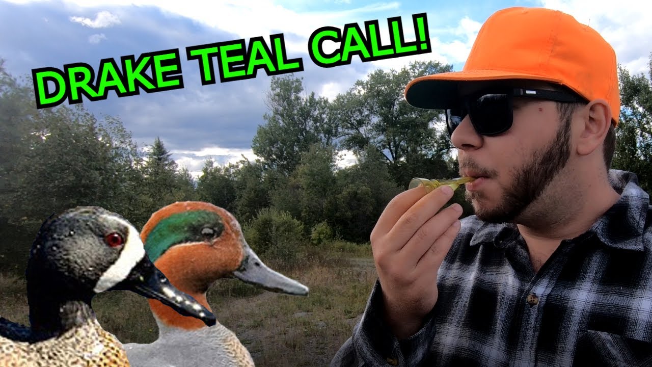 HOW TO Call TEAL Using a Drake Teal Call! (Duck Hunting Tips!) - YouTube
