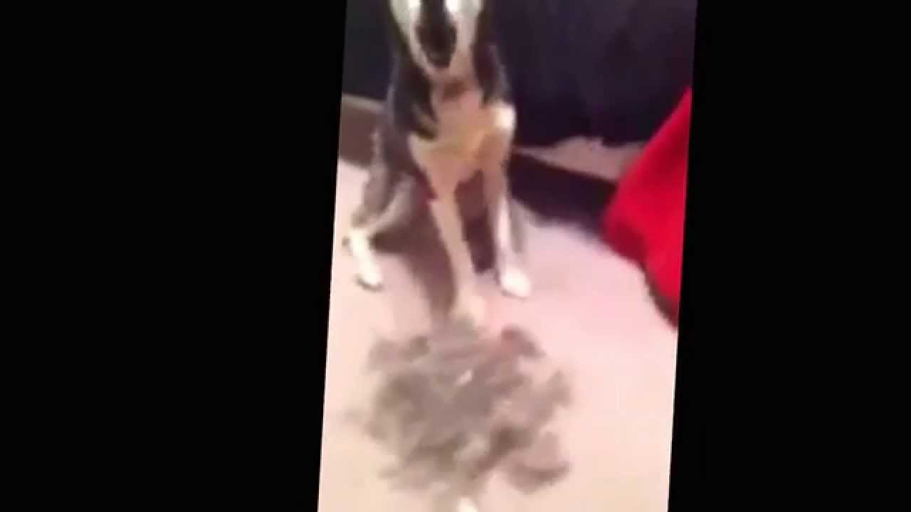 Arguing with a husky - YouTube