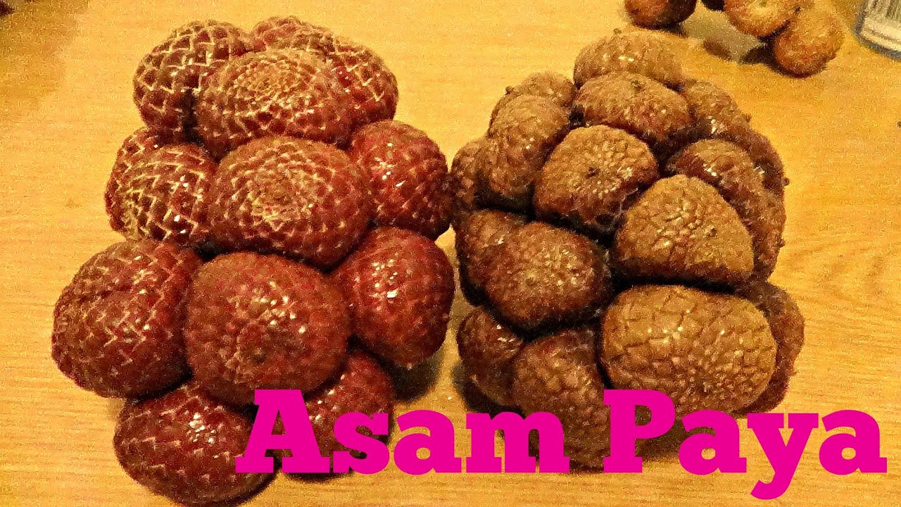 Asam Paya Review (Eleiodoxa conferta) - Weird Fruit Explorer in Borneo ...