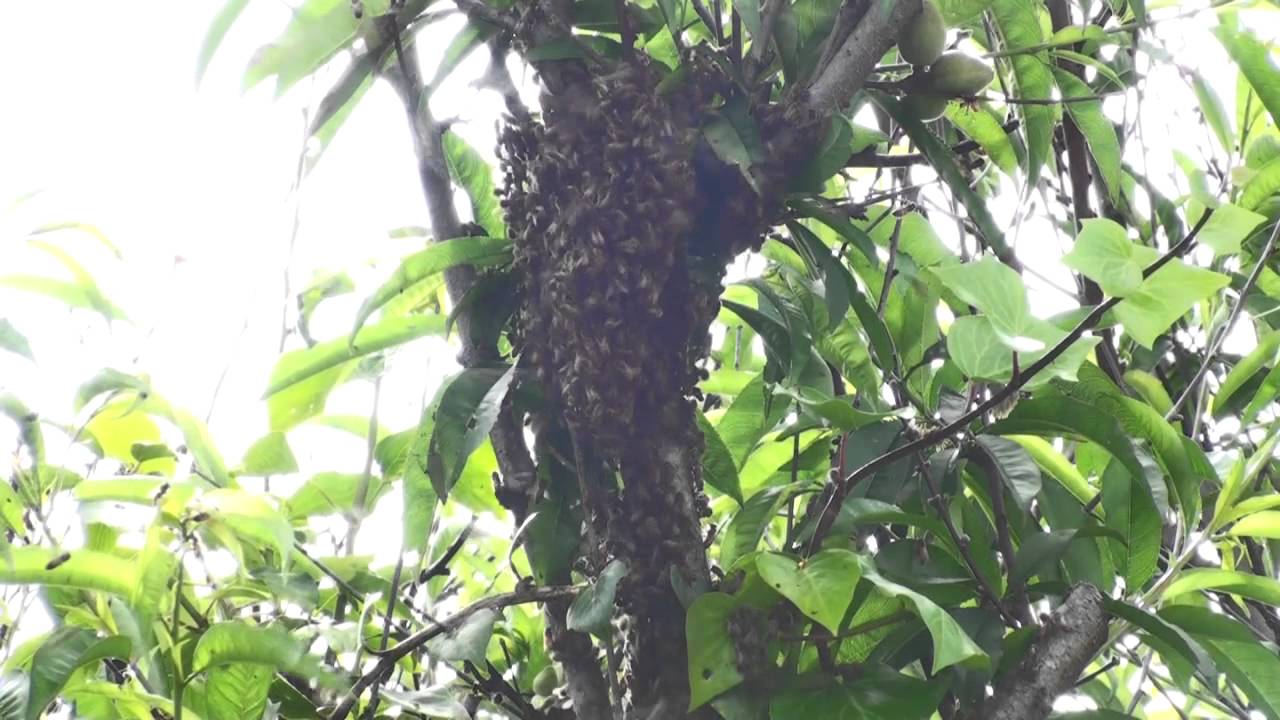 Kids Shoot Bee Hive with Airsoft Guns - YouTube