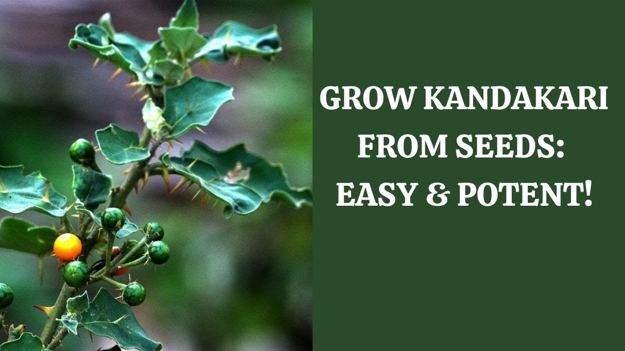Grow Kandakari from Seeds Easy & Potent! - YouTube