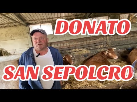 Az.Ag. “PALAZZOLO” Donato Biscioli vacche Razza LIMOUSINE,Capre e ...