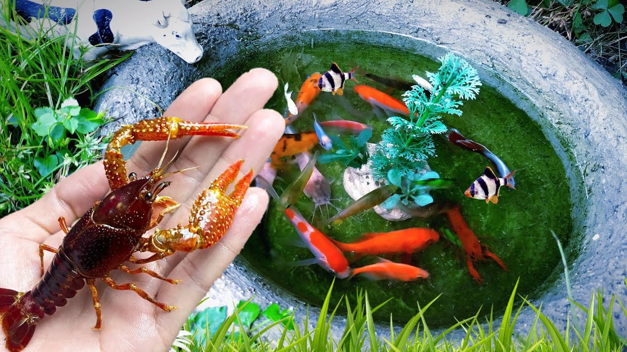Catching Catfish inTiny Ponds, Ornamental Fish, Colorful Fish, Betta ...