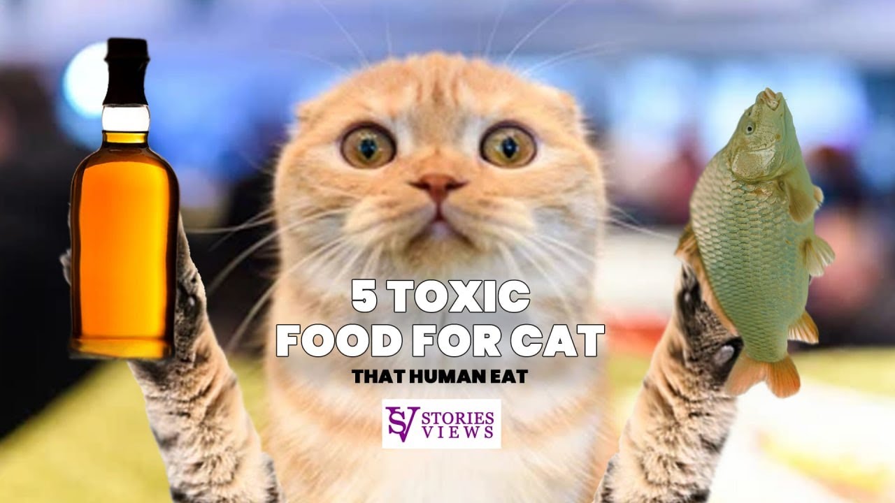 5 Toxic Foods For Cats That Humans Eat - YouTube