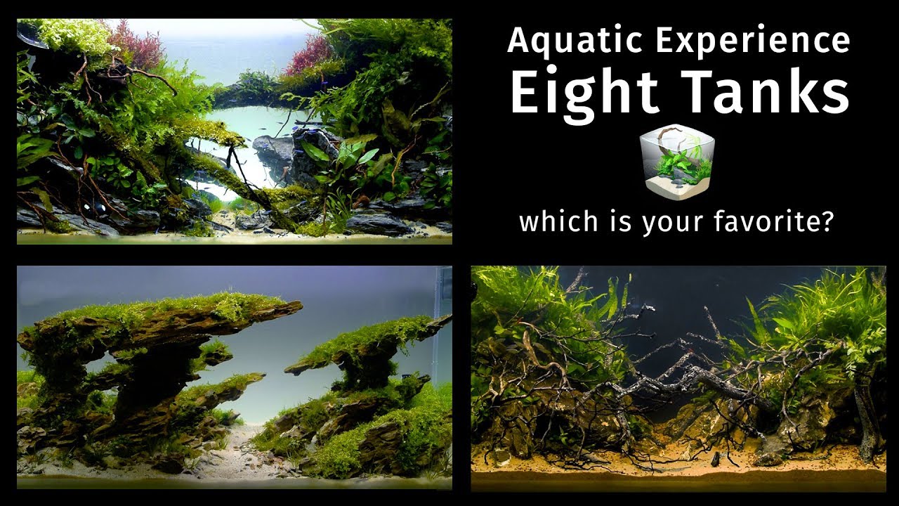 Aquatic Experience — Eight Beautiful Large Aquascapes - YouTube