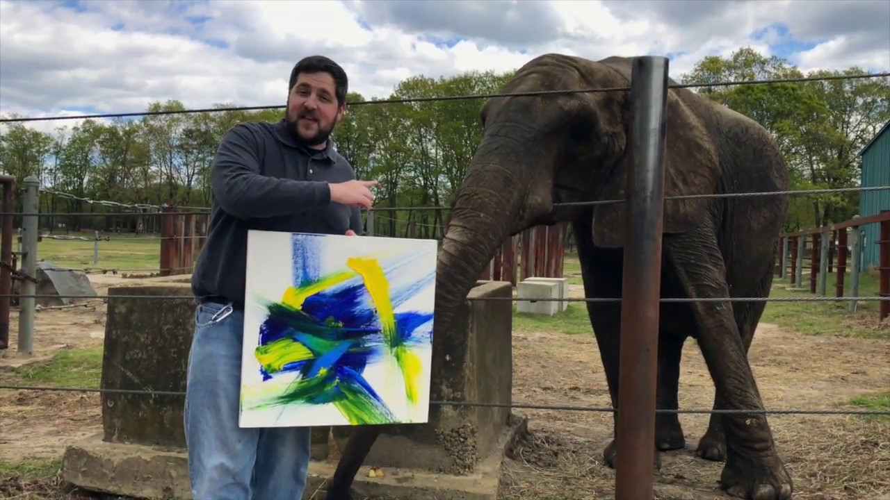Amazing elephant paints, plays harmonica at NJ animal safari - YouTube