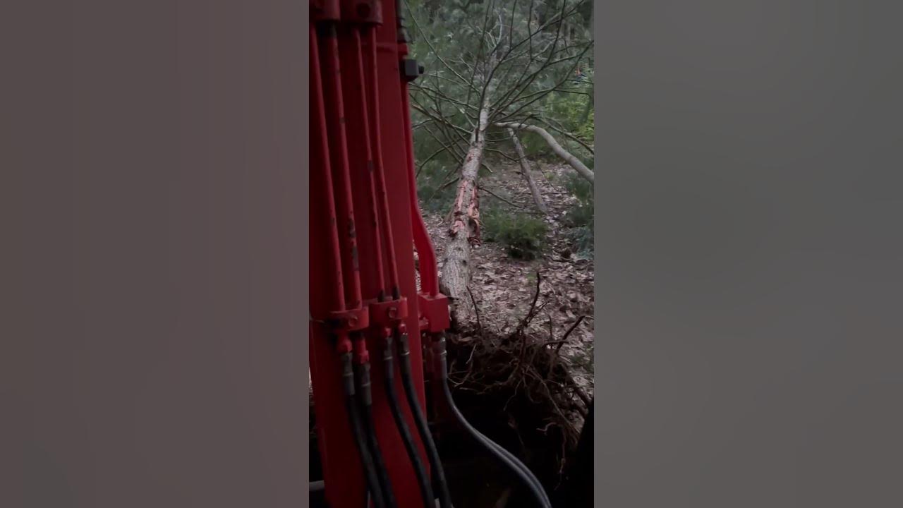 Kubota excavator dozer blade pushing pine tree - YouTube