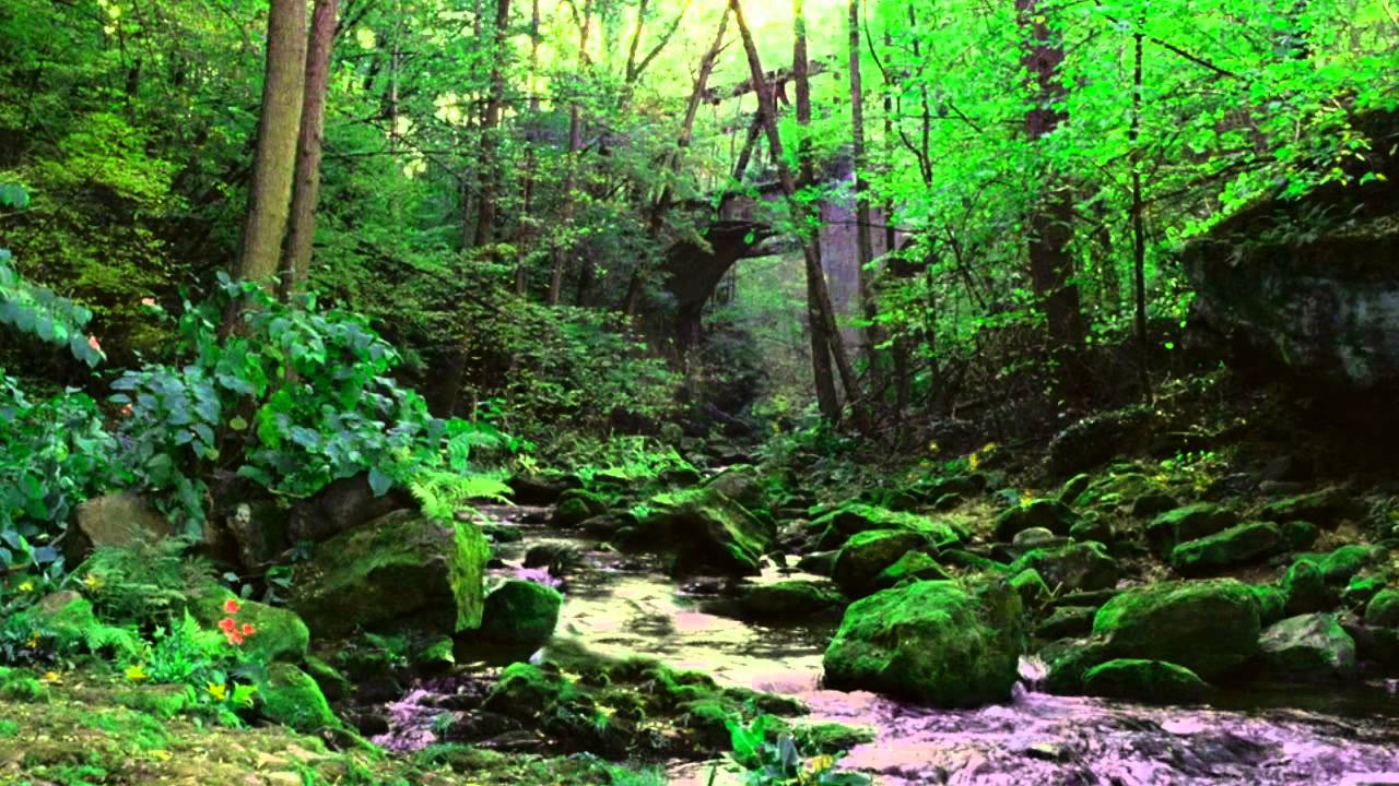 Free Background Footage - Forest River - YouTube