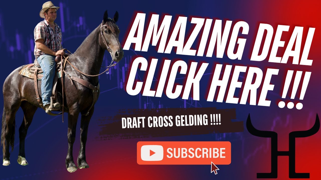 The best DEAL ever on a TOP quality Draft Cross Gelding CALL 606-303-5669 NOW !!!!! - YouTube
