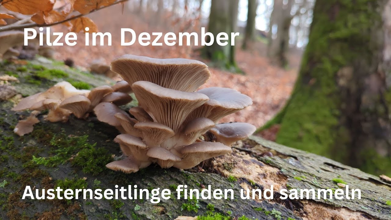 Austernseitlinge finden und sammeln - Pilze im Dezember - YouTube