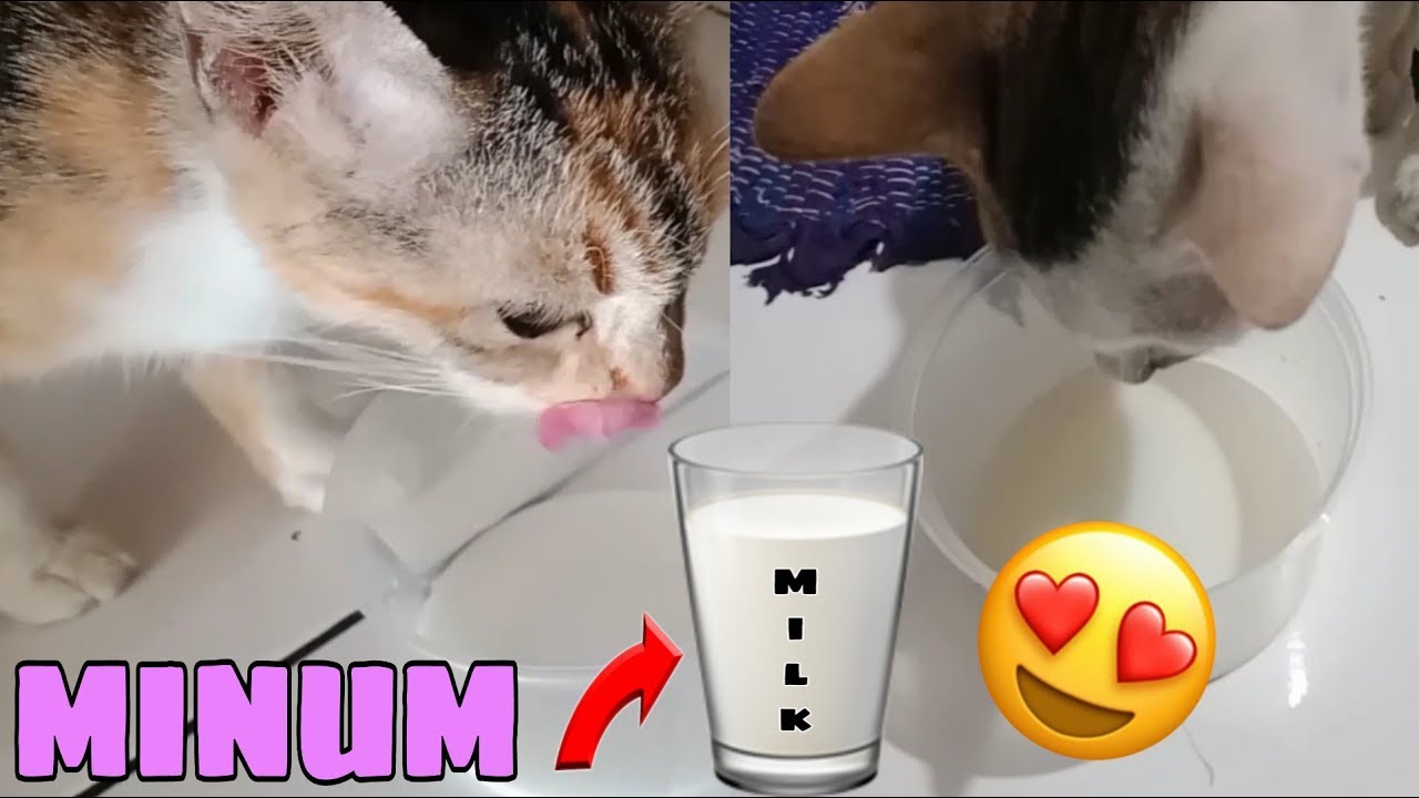KUCING PERTAMA KALI MINUM SUSU 😍 - YouTube