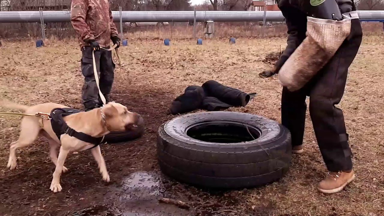 Protection training APBT 19.02.2020 - YouTube