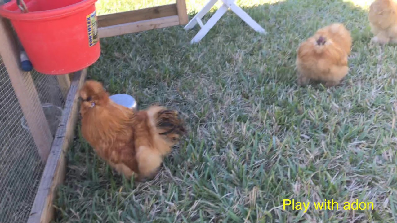 Smart Chickens yell for help - YouTube