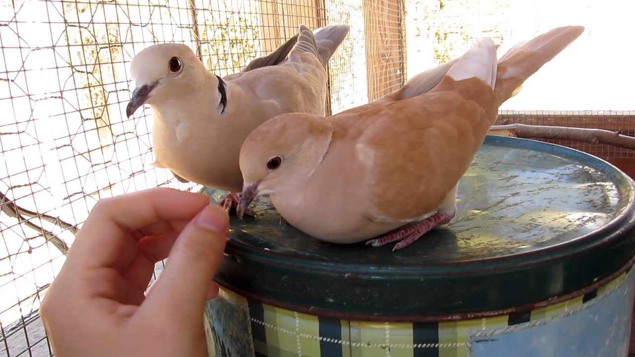 Lovely dovely - YouTube